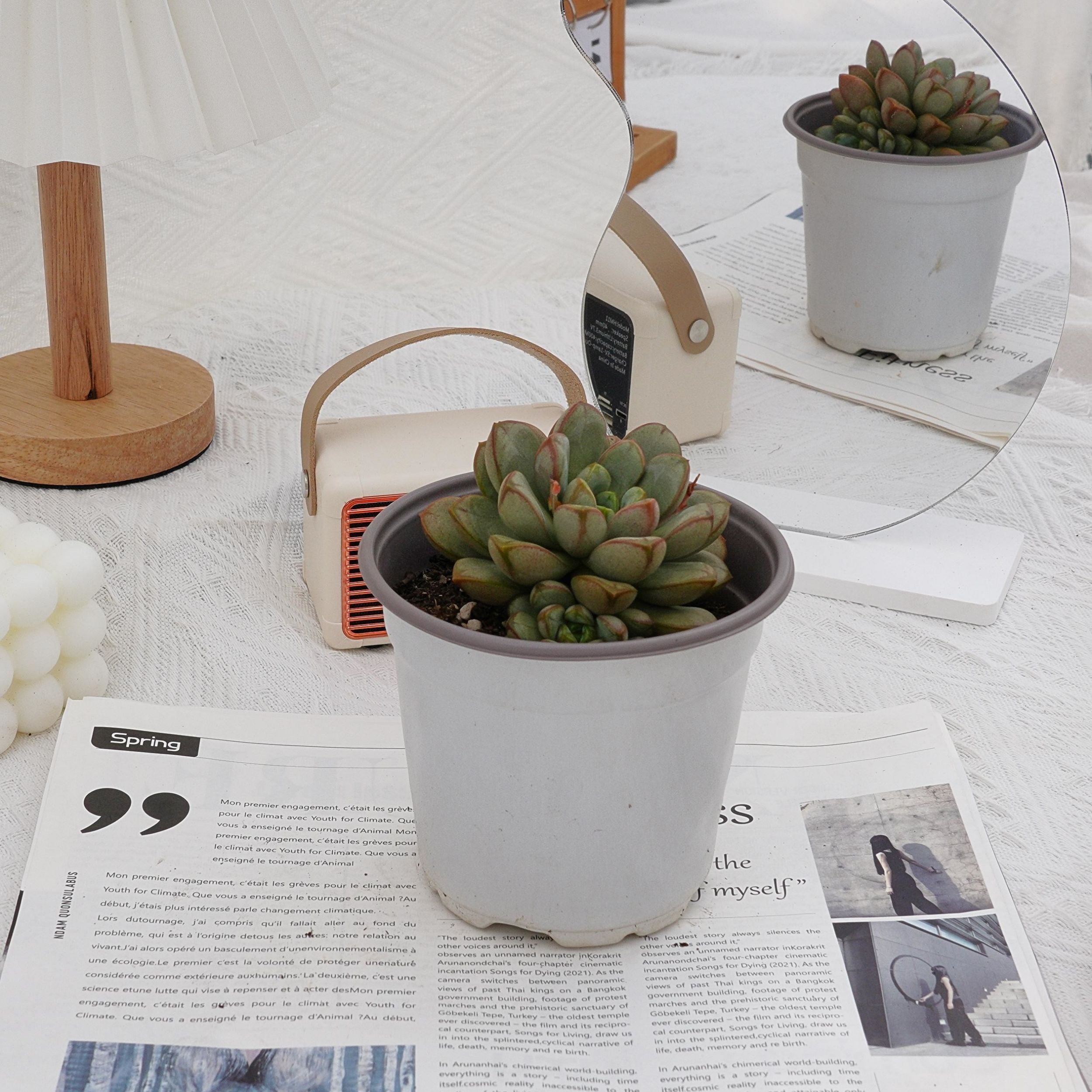 7'' Echeveria Giselle Monstrose, Rare Live Succulent Plants – cocosucculent