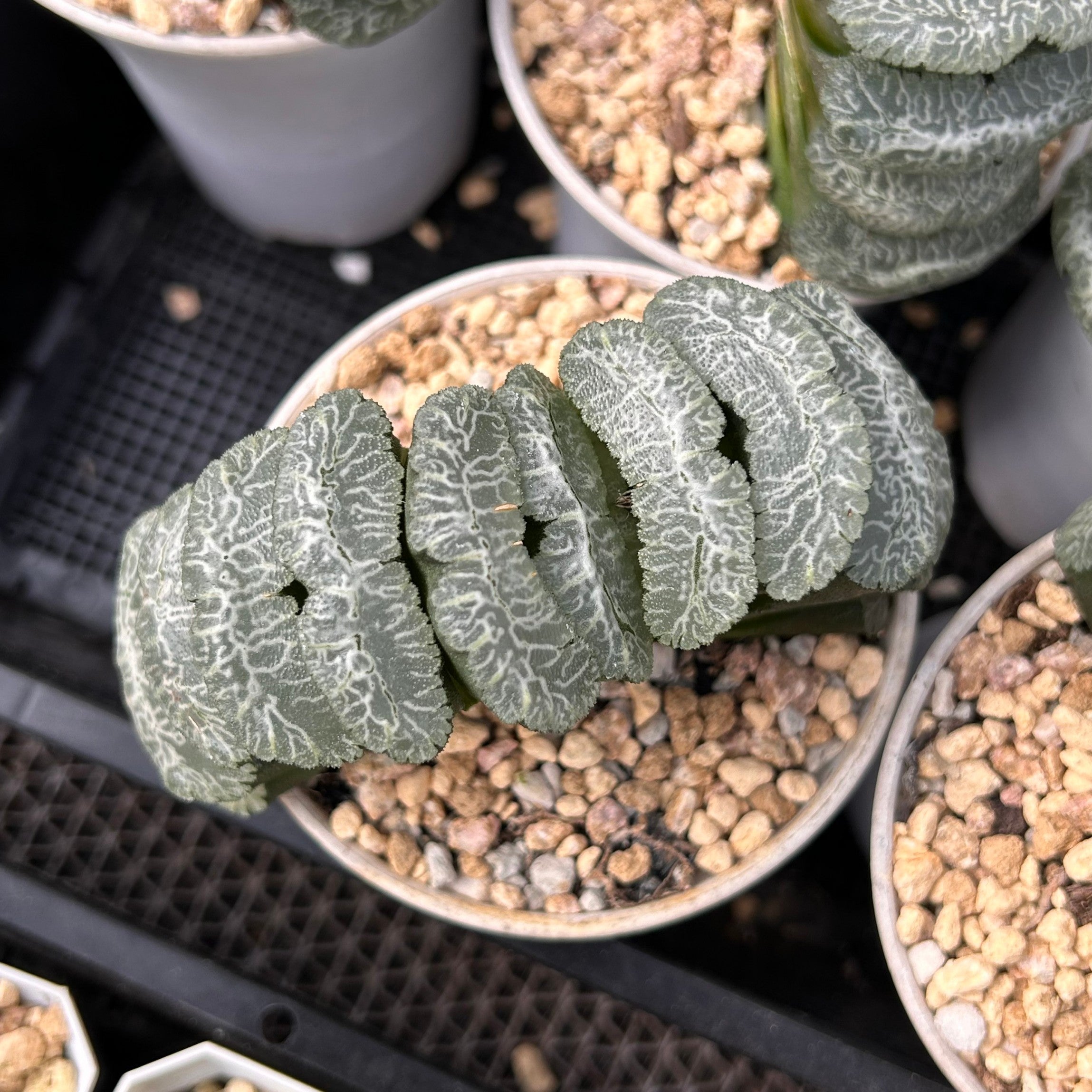 3.5'' Haworthia Truncate Yuji, Rare Live Succulent Plants – cocosucculent