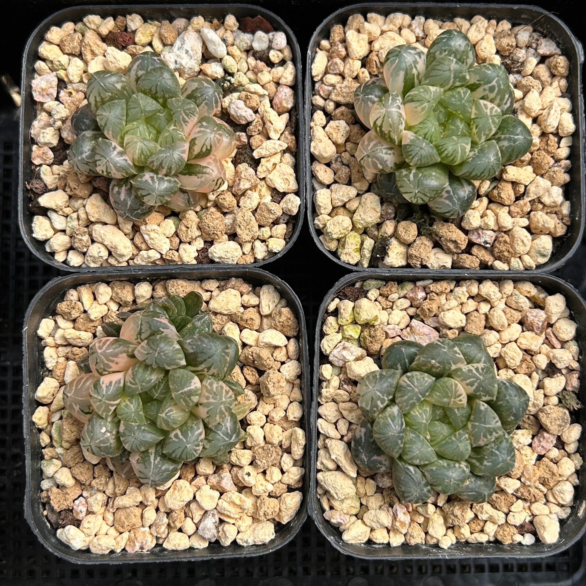 2'' Haworthia Cooperi Plastic Skin Variegated, Rare Live Succulent Pla ...