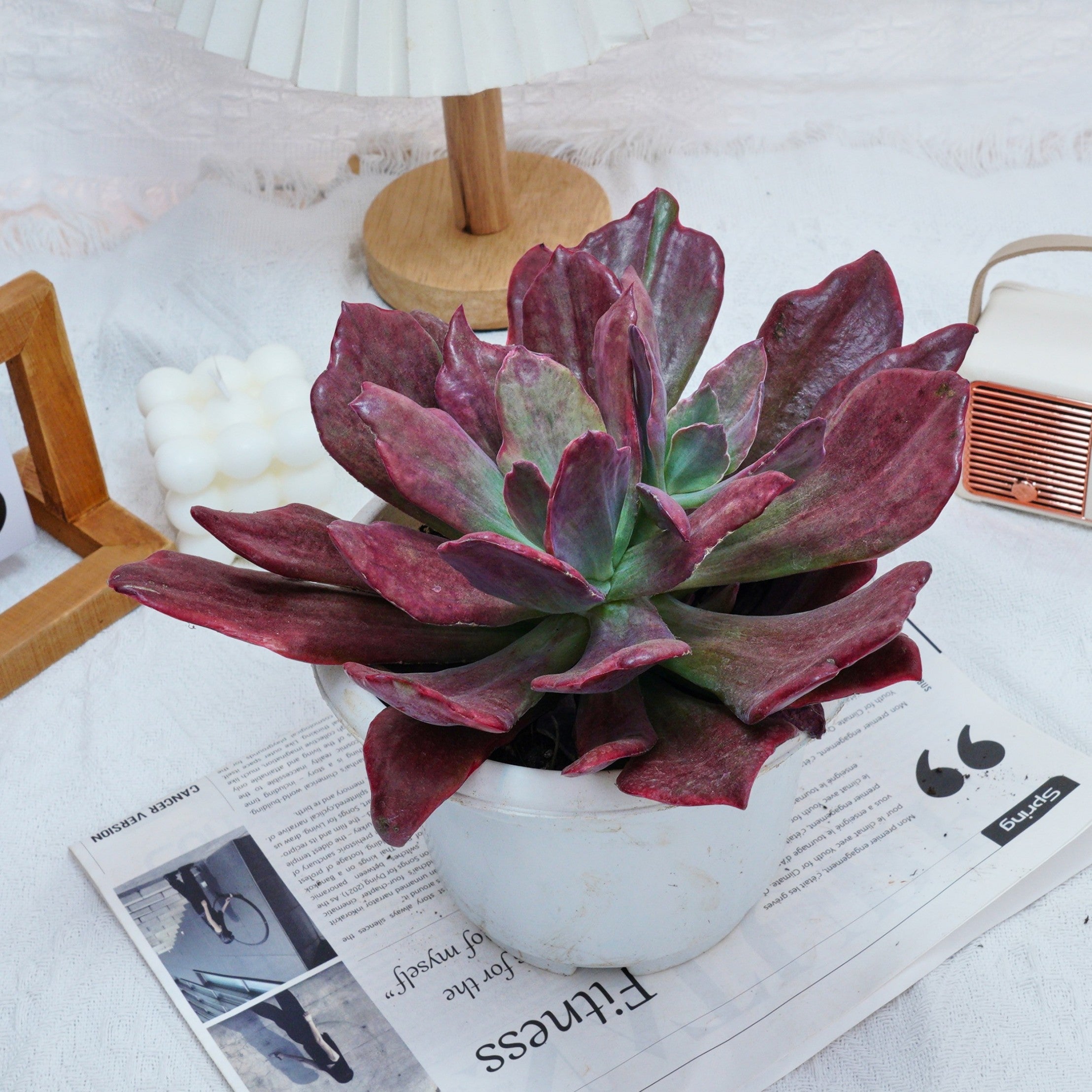8'' Echeveria Diamond Variegated, Rare Live Succulent Plants ...