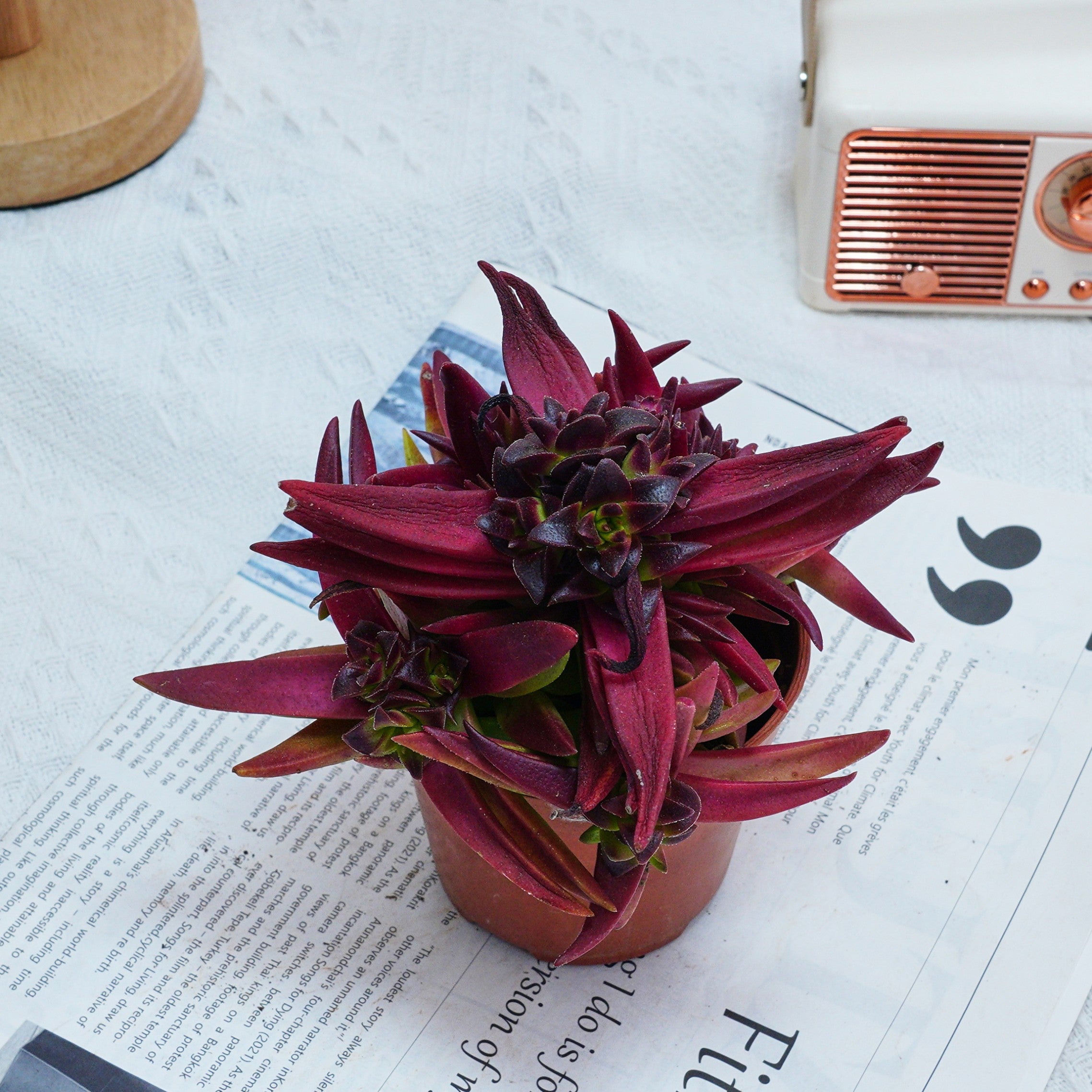 4'' Crassula Fusca, Rare Live Succulent Plants – cocosucculent