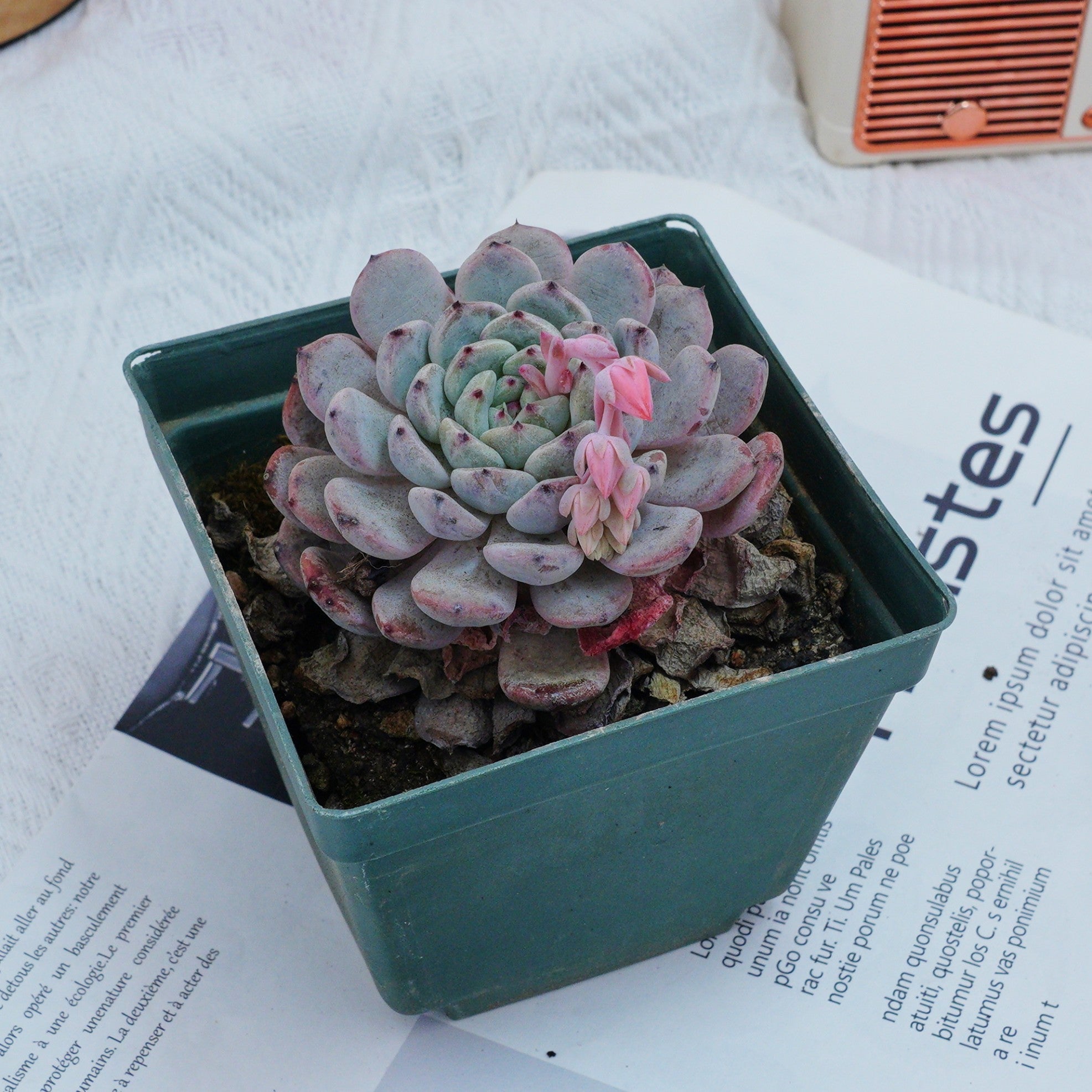 4'' Echeveria Ruby zaragozae, Rare Live Succulent Plants – cocosucculent