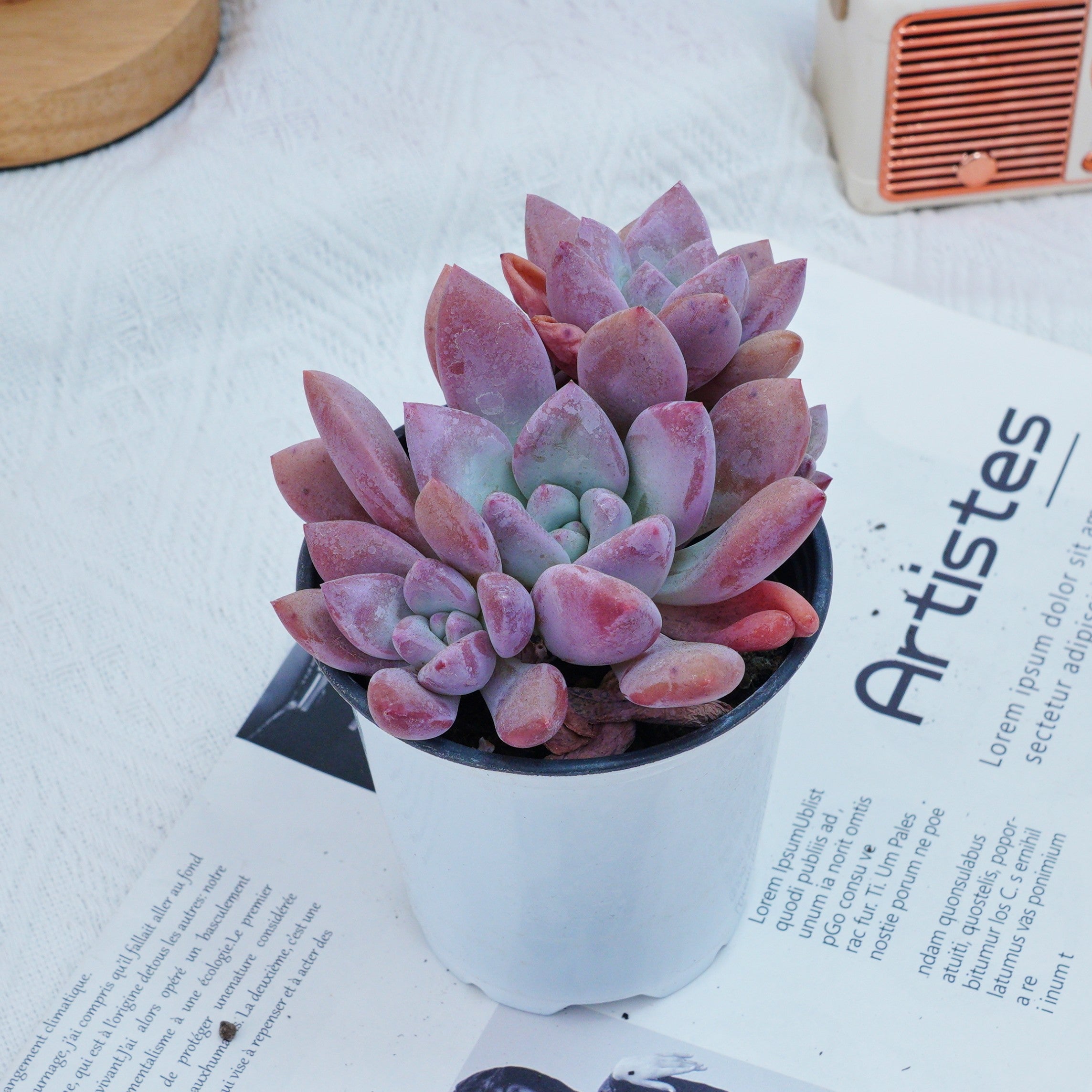 4'' Graptoveria Opalina, Rare Live Succulent Plants – cocosucculent