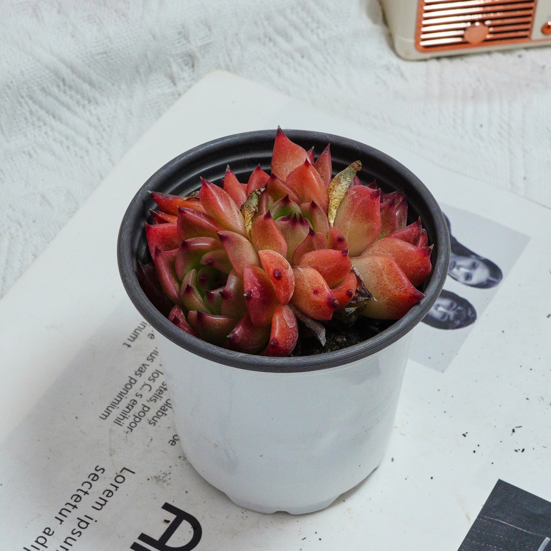 3.5'' Echeveria Caesar, Rare Live Succulent Plants – cocosucculent