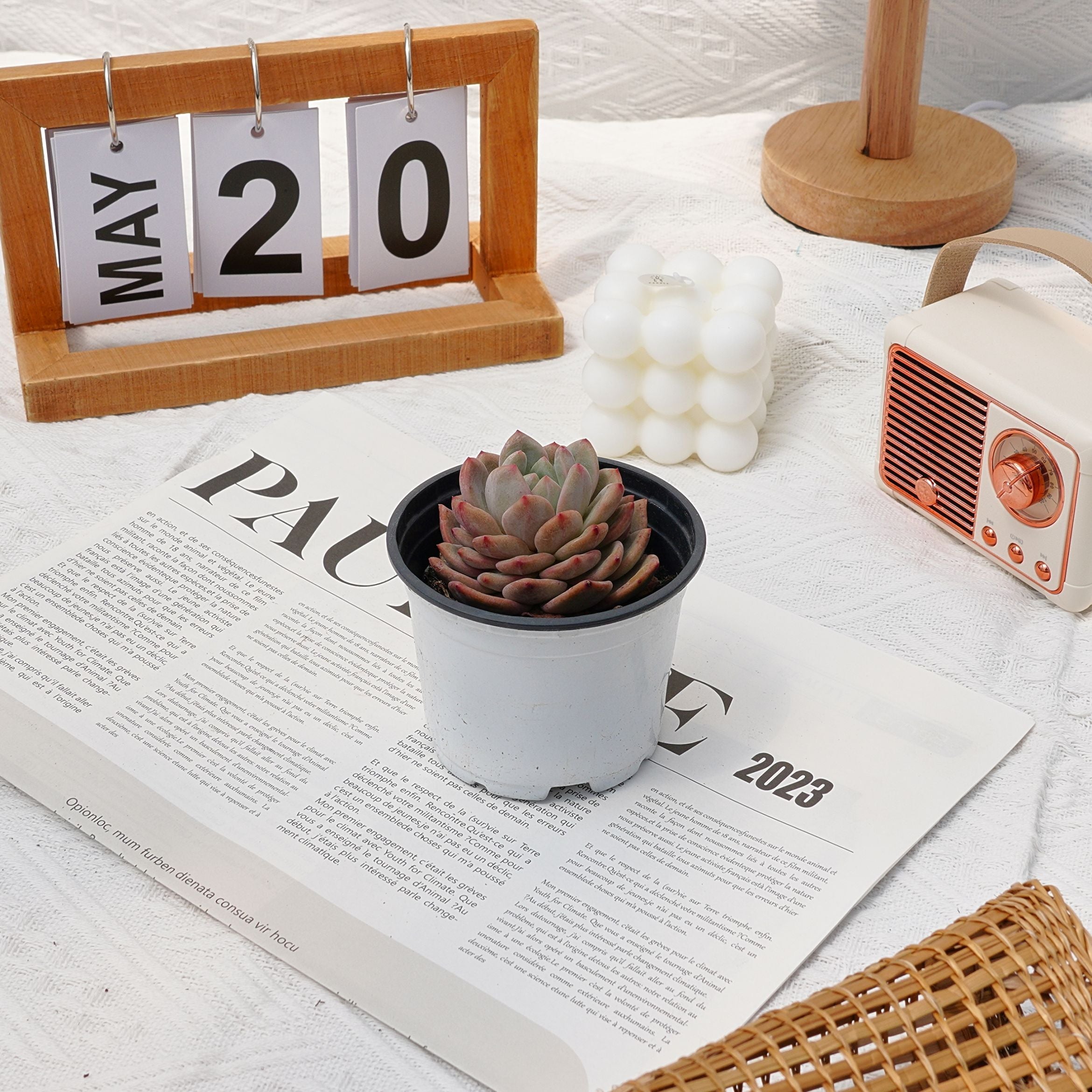 2.5'' Echeveria Ariel, Rare Live Succulent Plants – cocosucculent