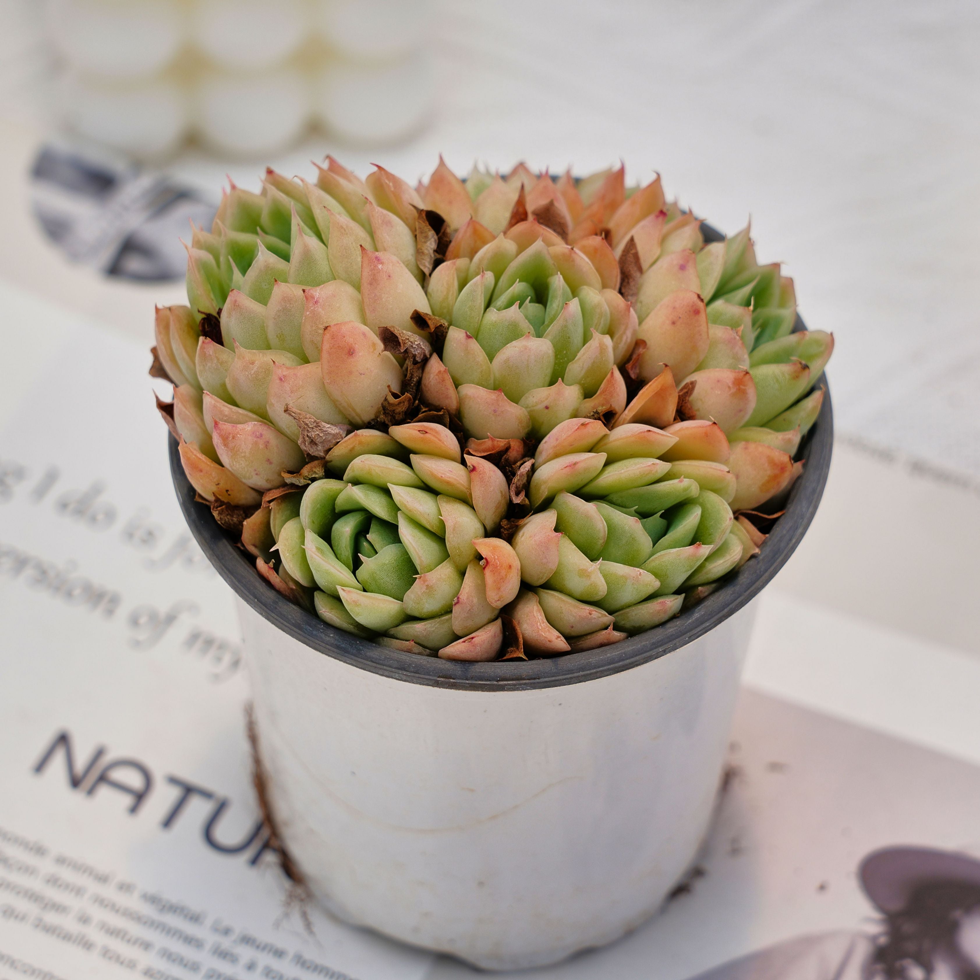 4'' Echeveria Rasberry Ice, Rare Live Succulent Plants – cocosucculent