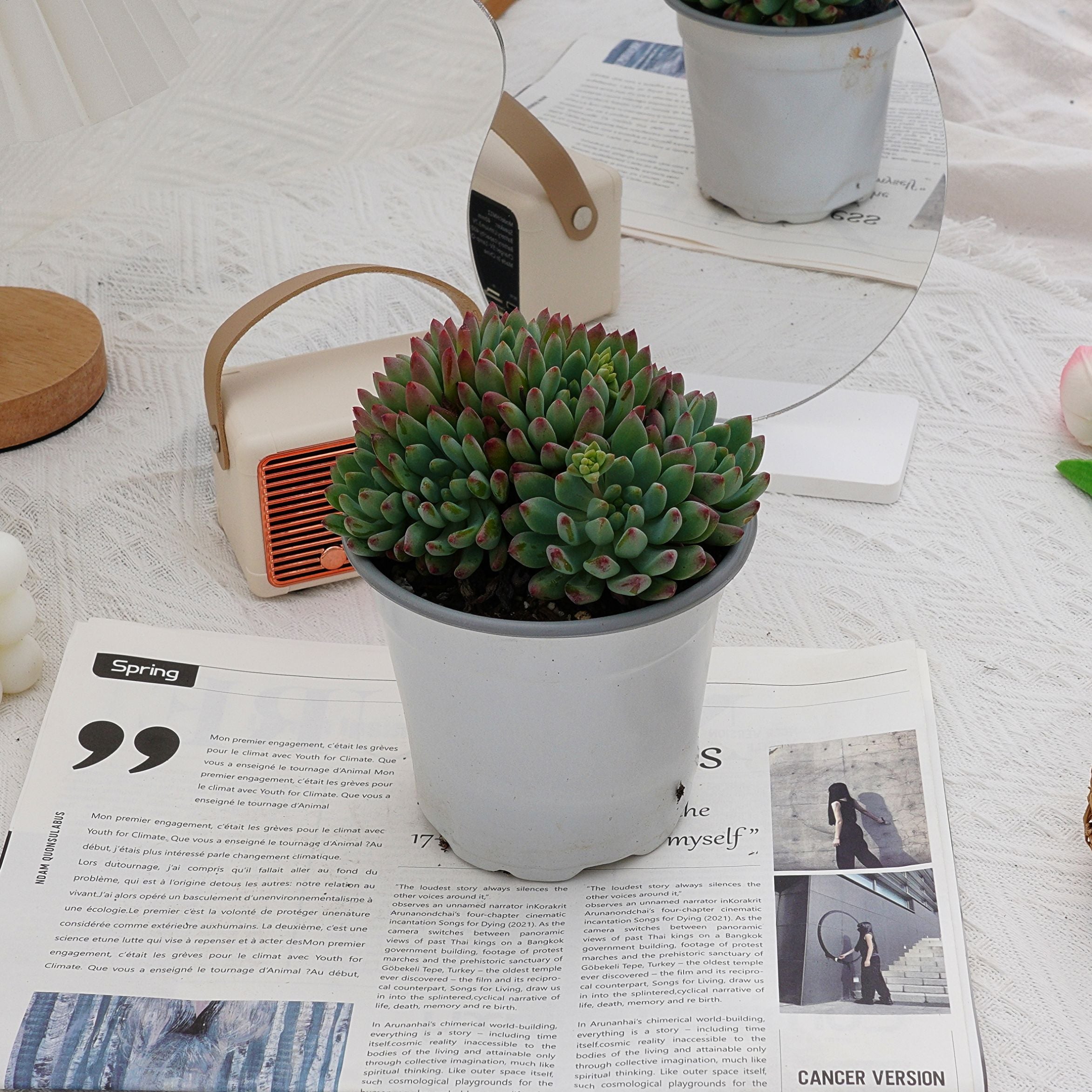 5'' Echeveria Blue Apple Crested, Rare Live Succulent Plants ...